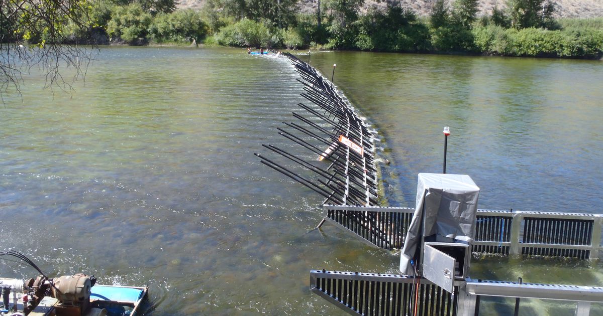 Field reports: Fish weir installed on Okanogan River