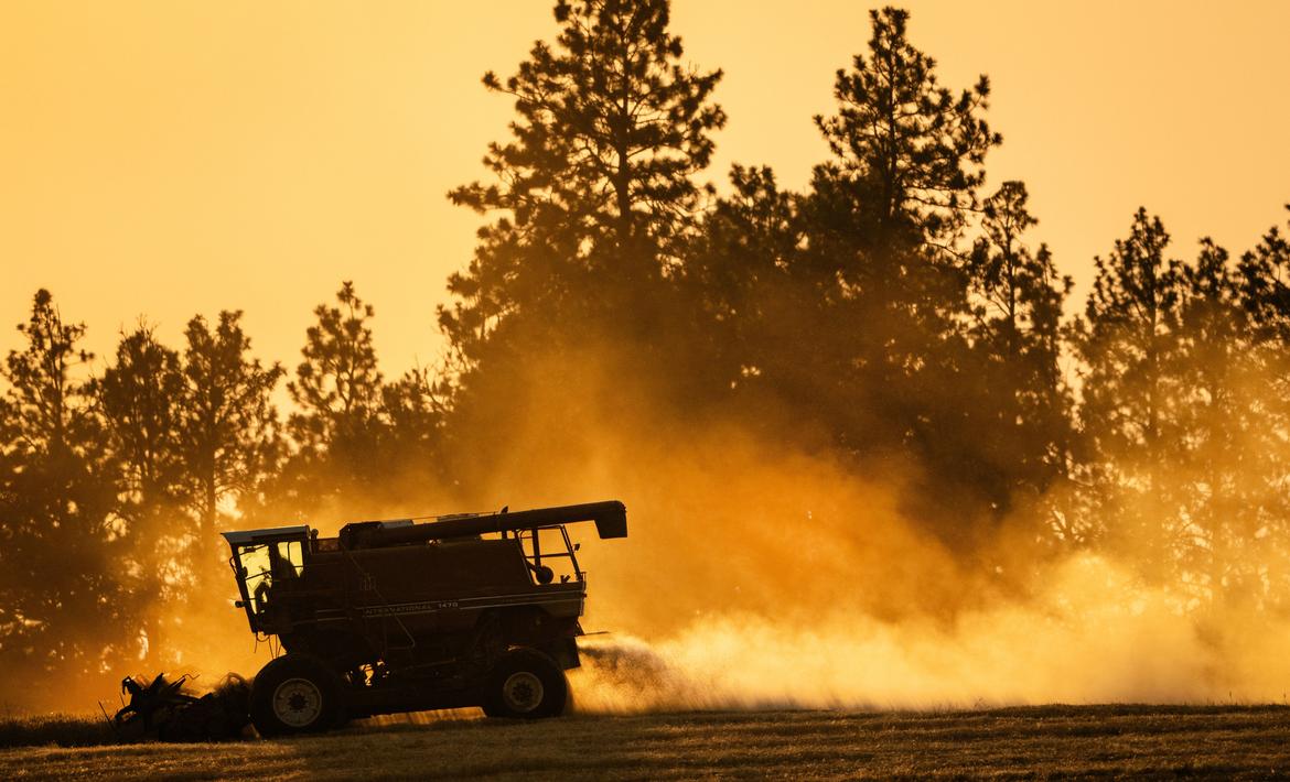 Genetically modified wheat approved for U.S. testing, but may not be ...
