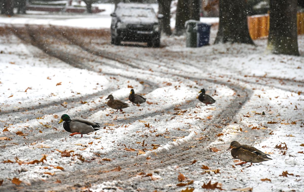 Snowy Friday - Nov. 13, 2020 | The Spokesman-Review