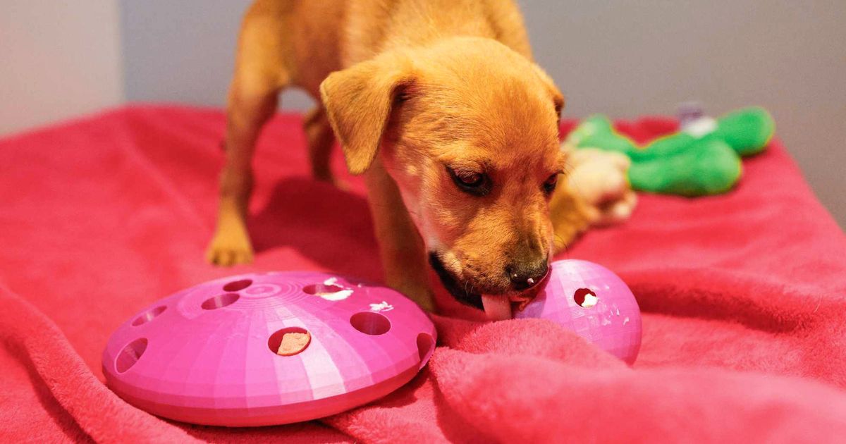 Animals with disabilities get a little help from engineering design ...