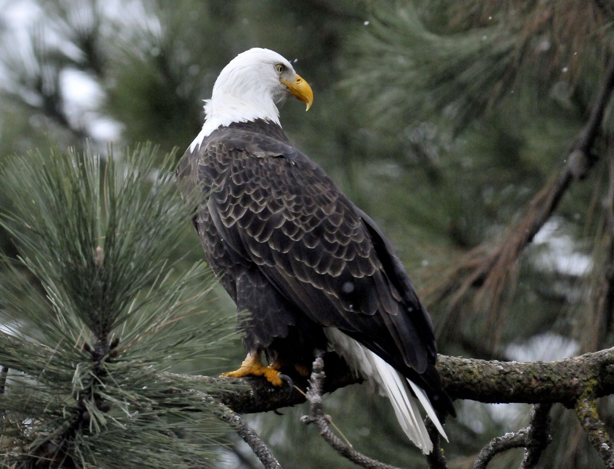 Bald Eagle Watch Week starts Dec. 27 at Lake CdA | The Spokesman-Review