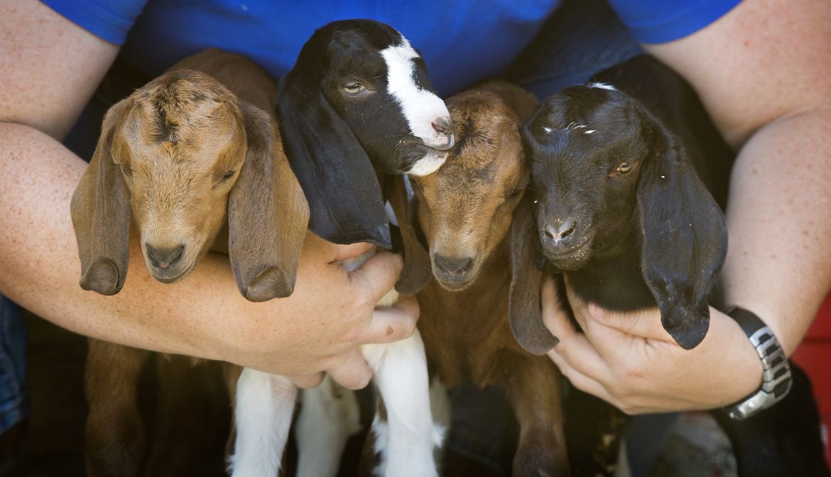 Morning Star boys care for goat litter