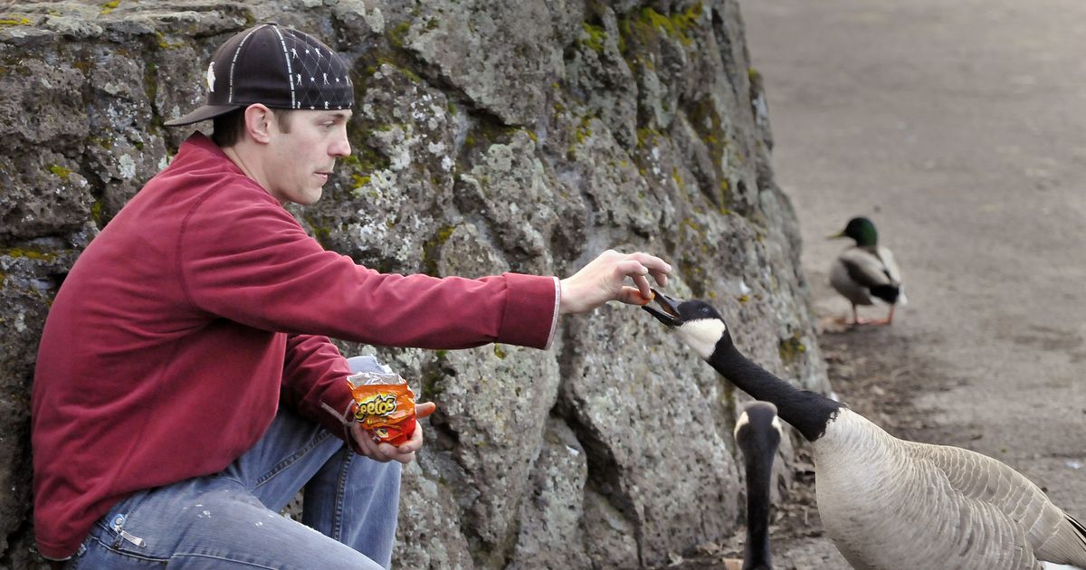 Photo: Snack, snack, goose