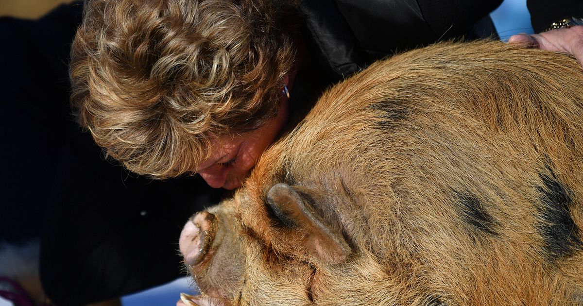 Lucky P gets a kiss: Finch students go hog wild for math reward ...