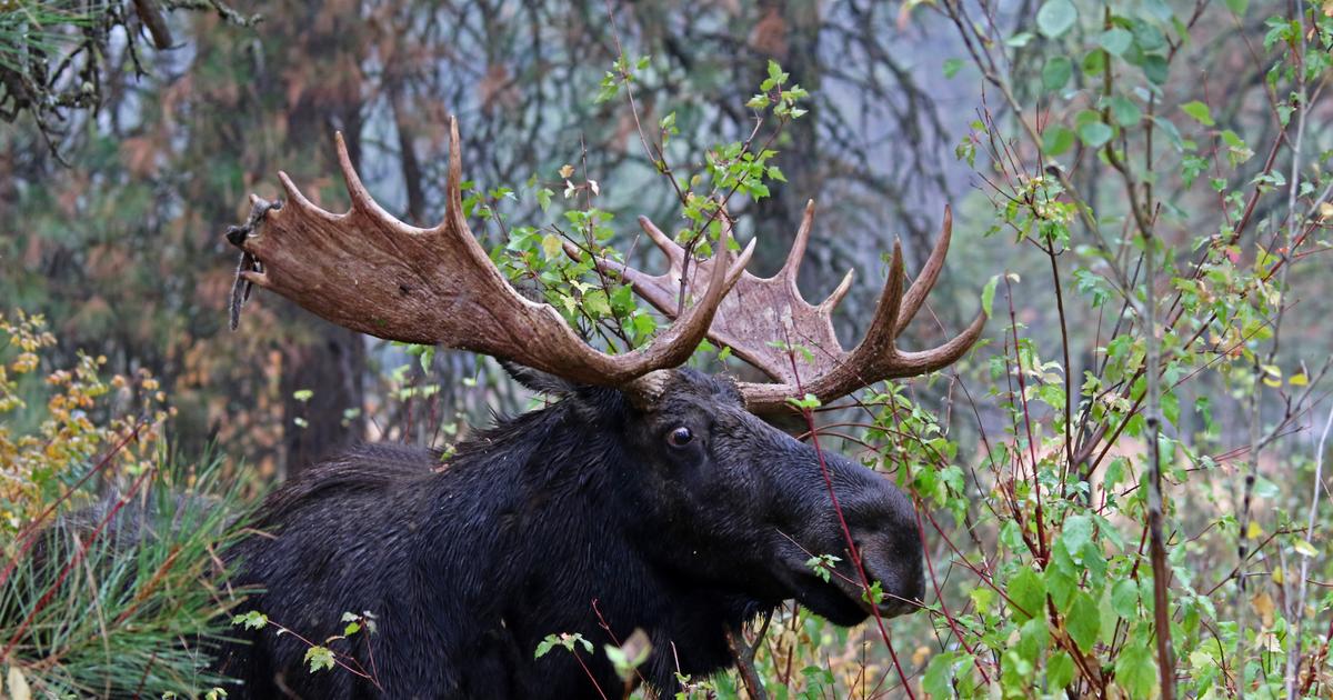 Reader Photo: Flirty moose rebuffed