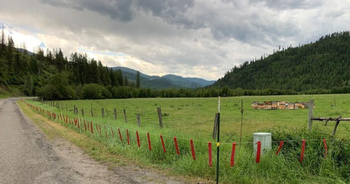WDFW: Wolf depredations confirmed in Leadpoint pack territory, more ...