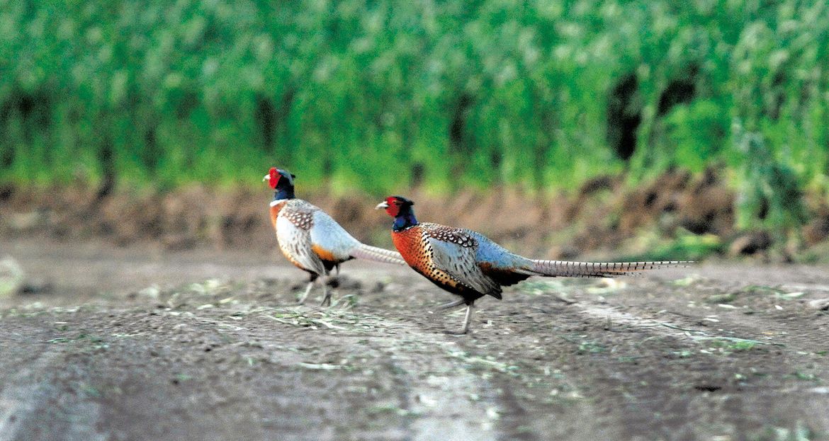 Hunters have growing interest in region’s pheasant decline