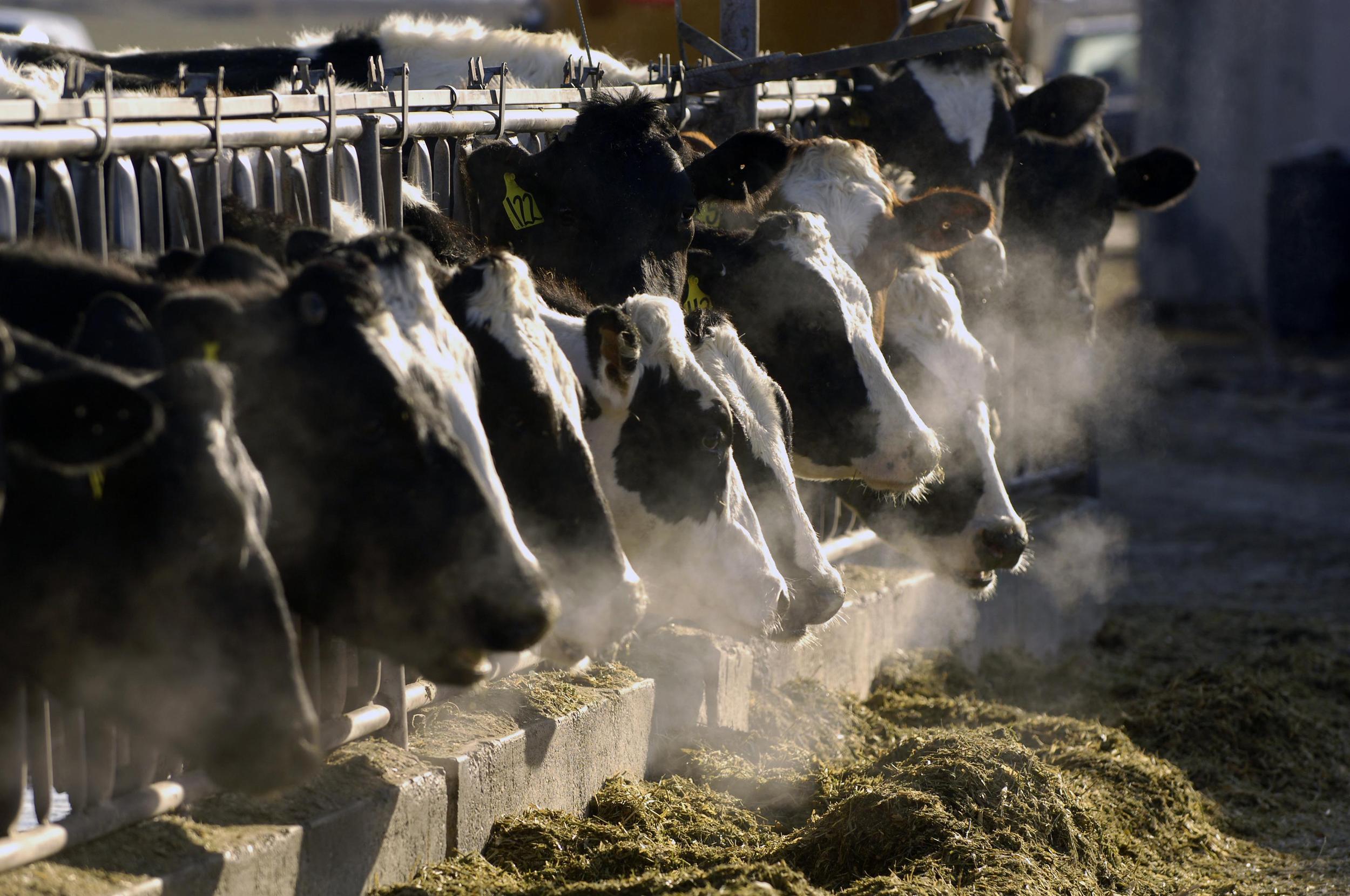 Oregon wants to shut down state’s newest mega-dairy
