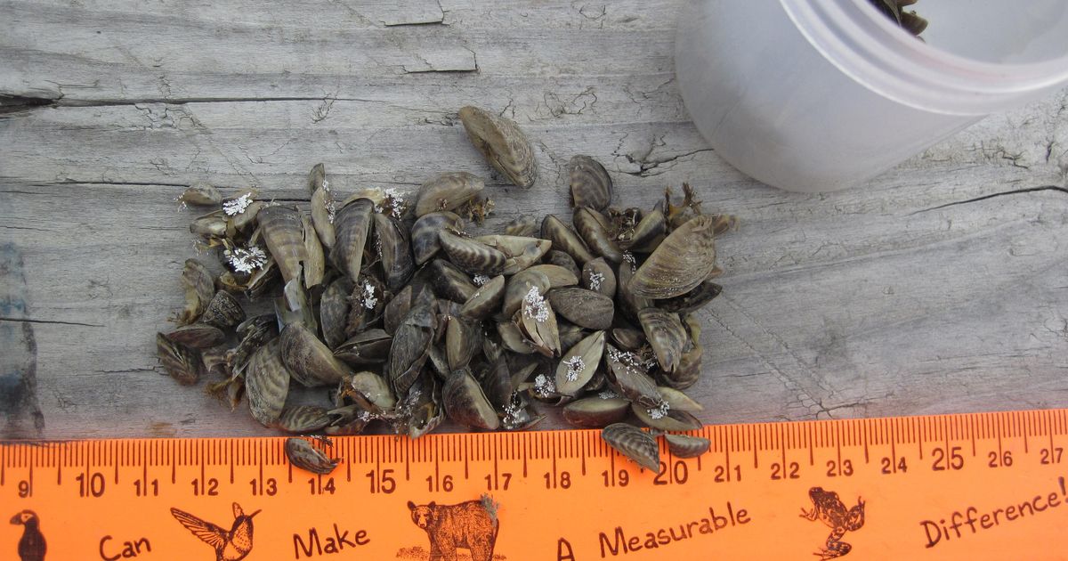 Montana gets grant to fight invasive mussels