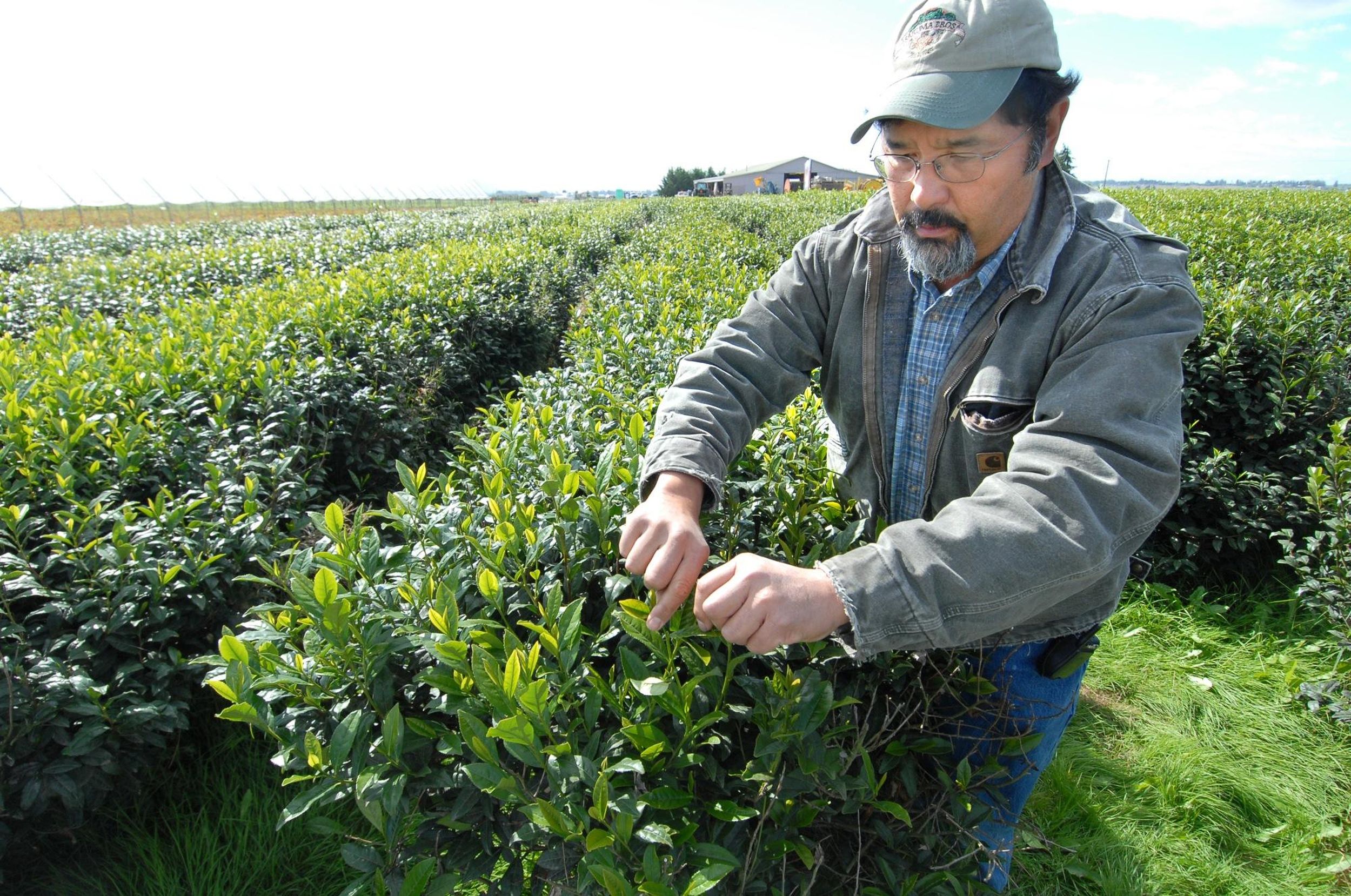 Farmworker union approves contract with Sakuma Bros. | The Spokesman-Review