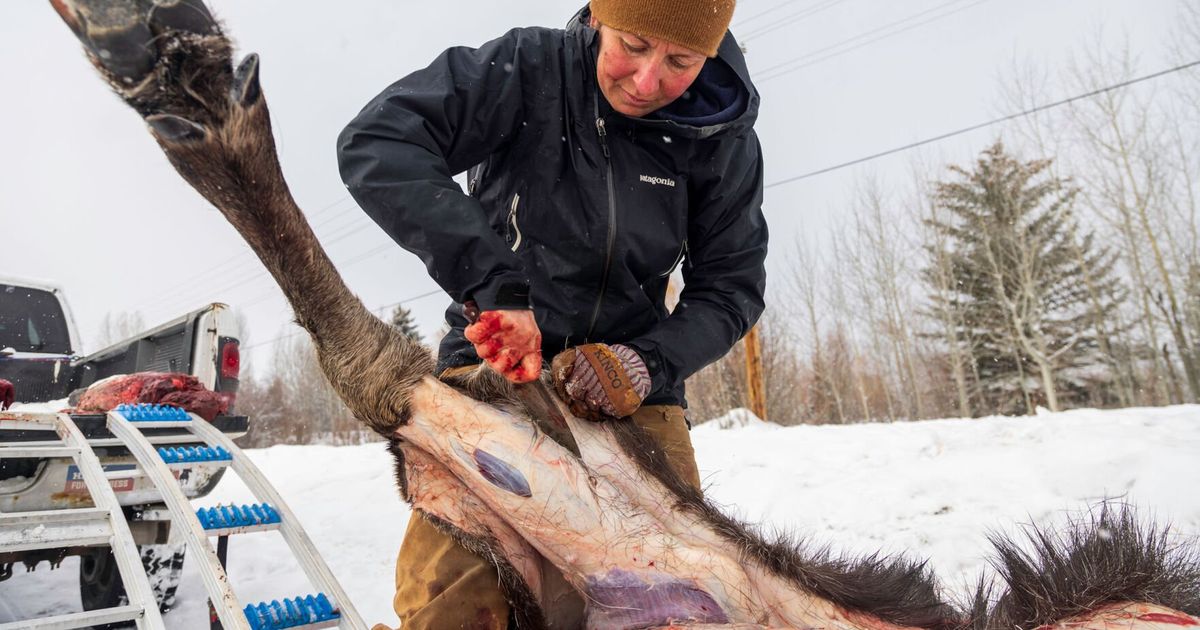 ‘Salvager’ quarters moose during morning rush hour in Wyoming