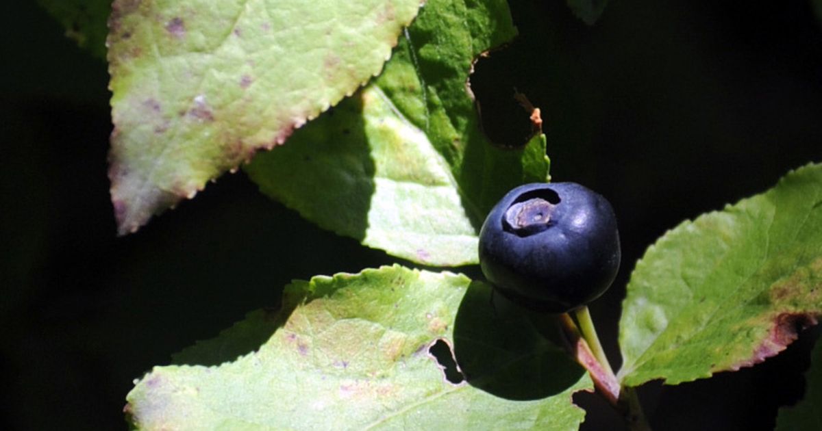 Landers: Huckleberry season has pickers bursting with excitement | The ...