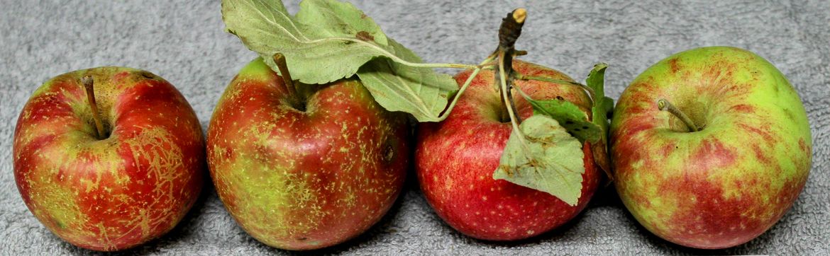 Rediscovered apple variety found on Chinese American pioneer's Idaho ...