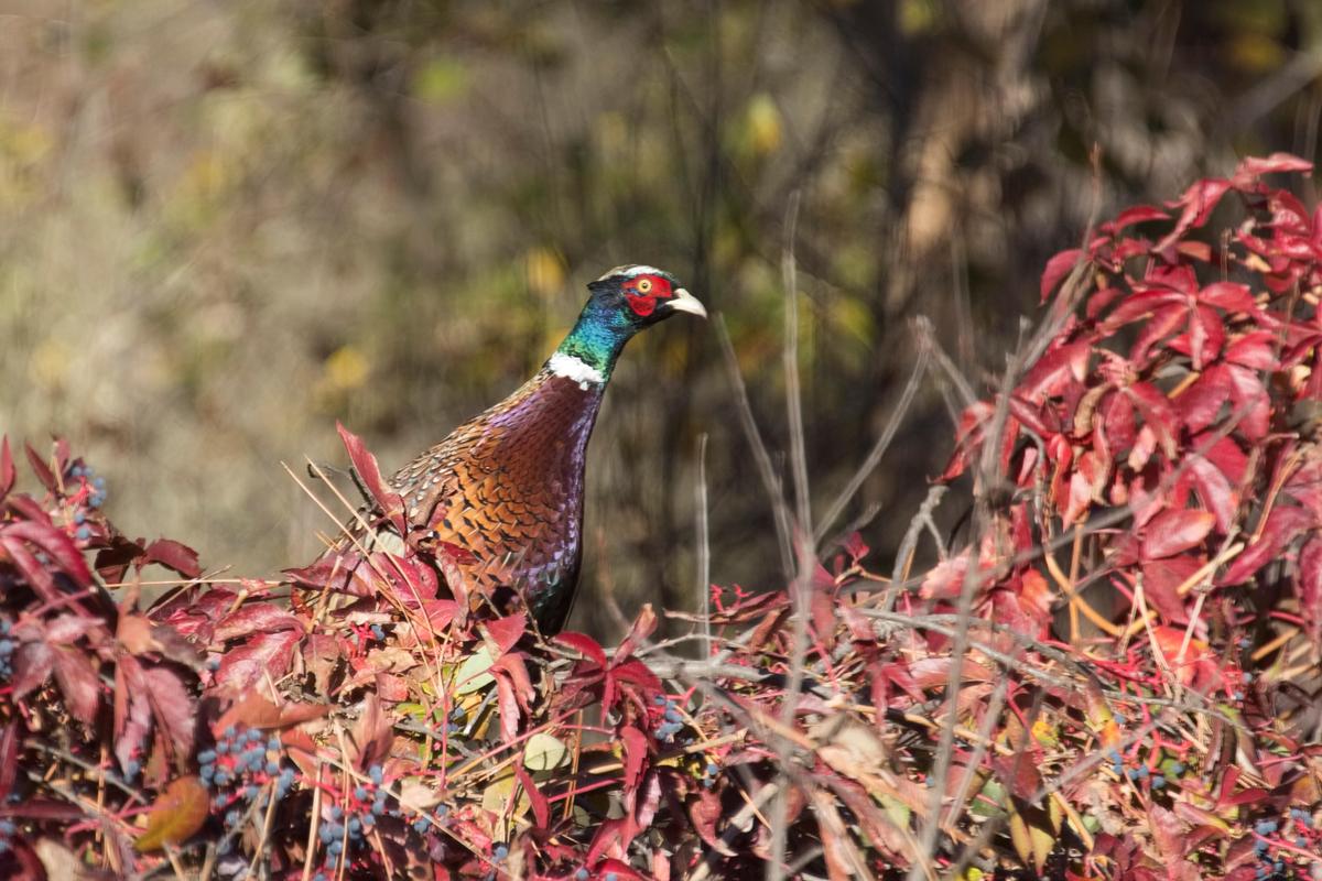 Wildlife shines among fall colors | The Spokesman-Review