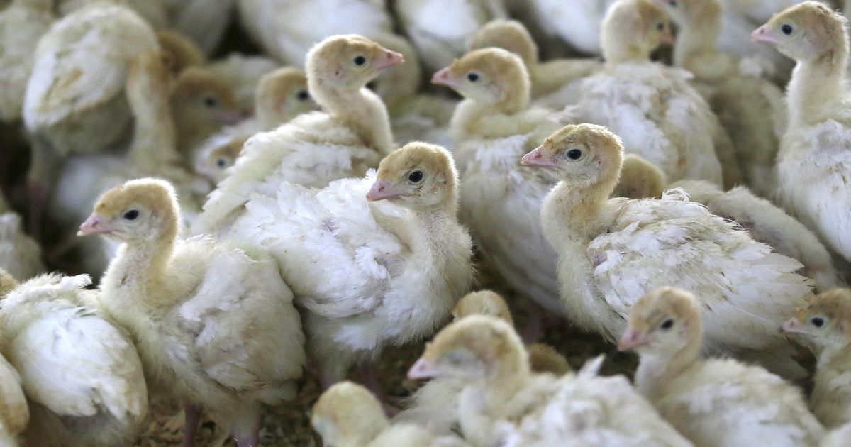 Cargill pays record dividend to family owners after profits boom