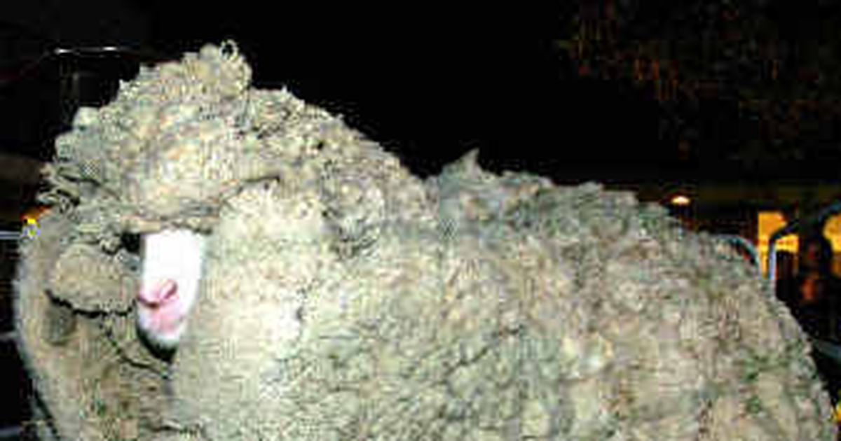 Shrek the sheep offers lesson for the self-indulgent