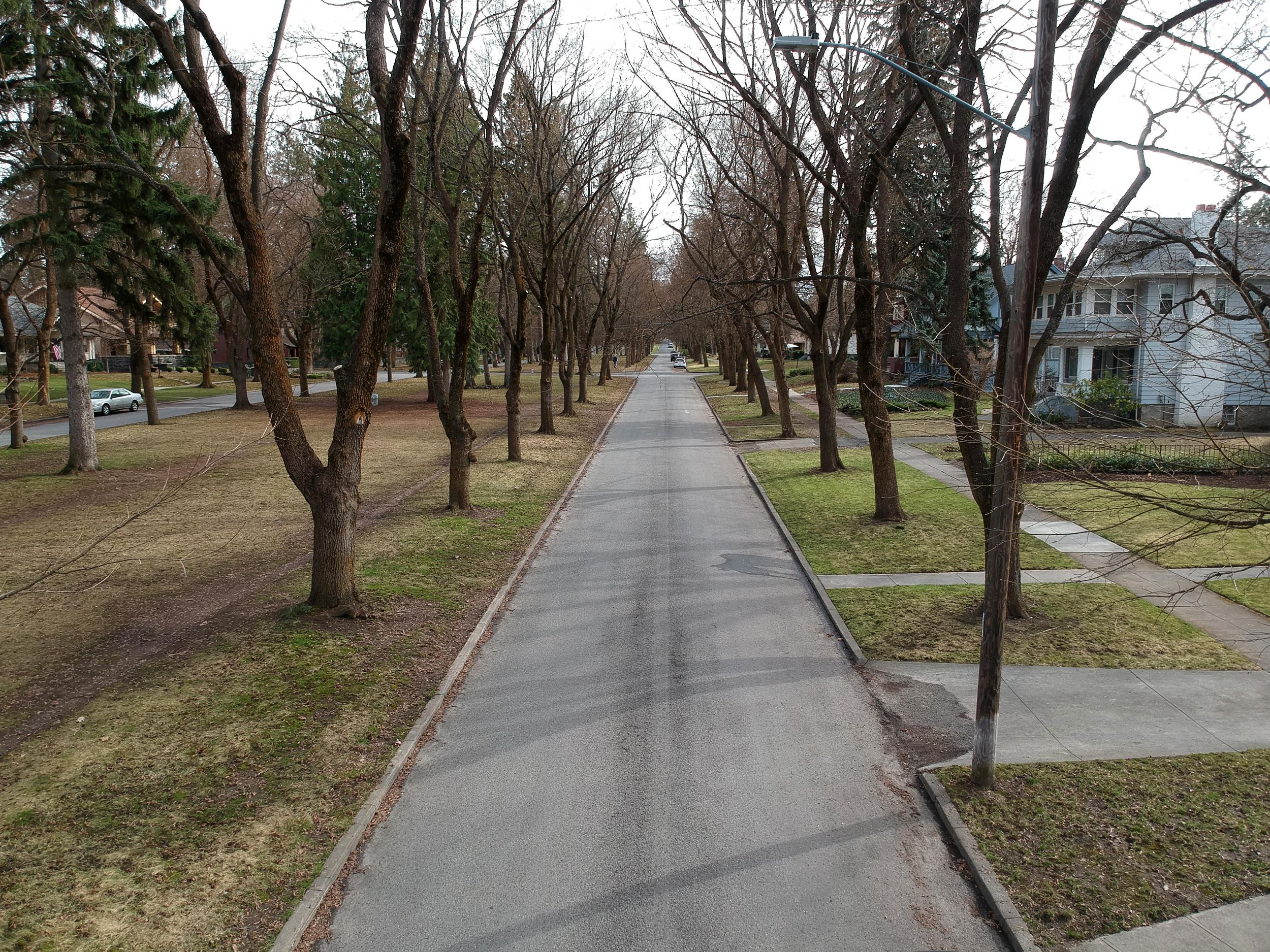 Spokane trees - April 6, 2019 | The Spokesman-Review