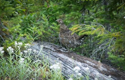 To the woods: Washington's forest grouse season opens Sunday | The ...