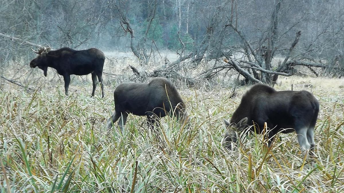 Reader photo: Munchin’ moose | The Spokesman-Review