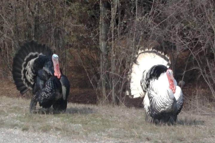 Out & About: ‘Smoke-phase’ turkeys rank as one in a hundred