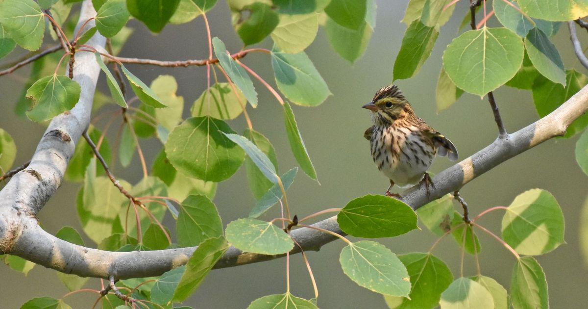 Reader photo: Sweetly singing
