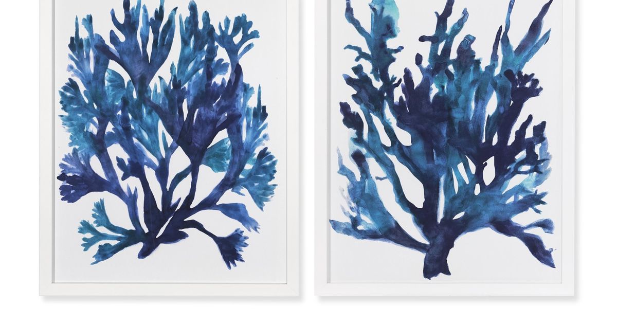 Exploring coral