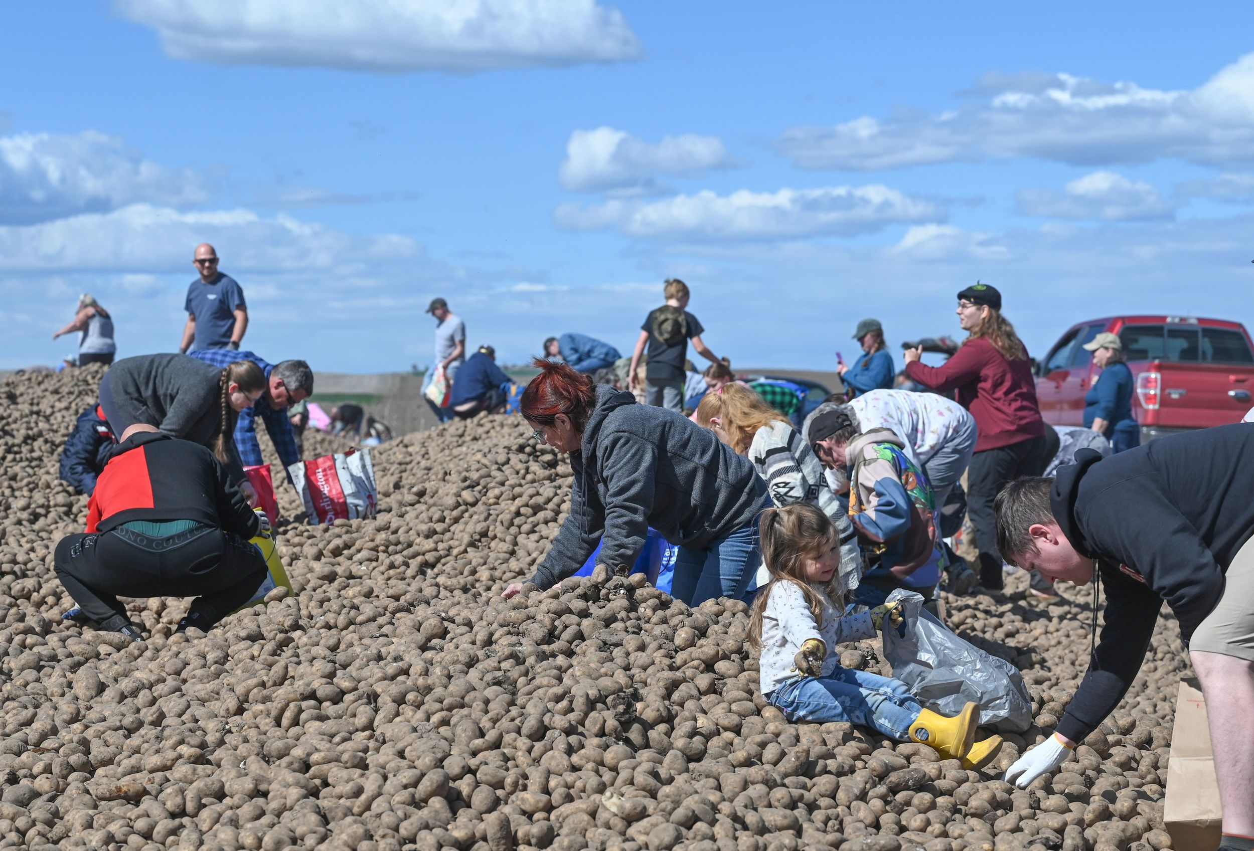 Taters for the taking: Droves flock to the mound of free potatoes ...