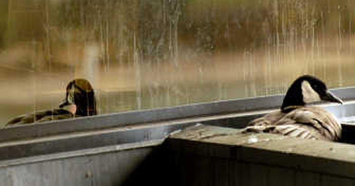 Goose returns to roost at UI-CdA | The Spokesman-Review