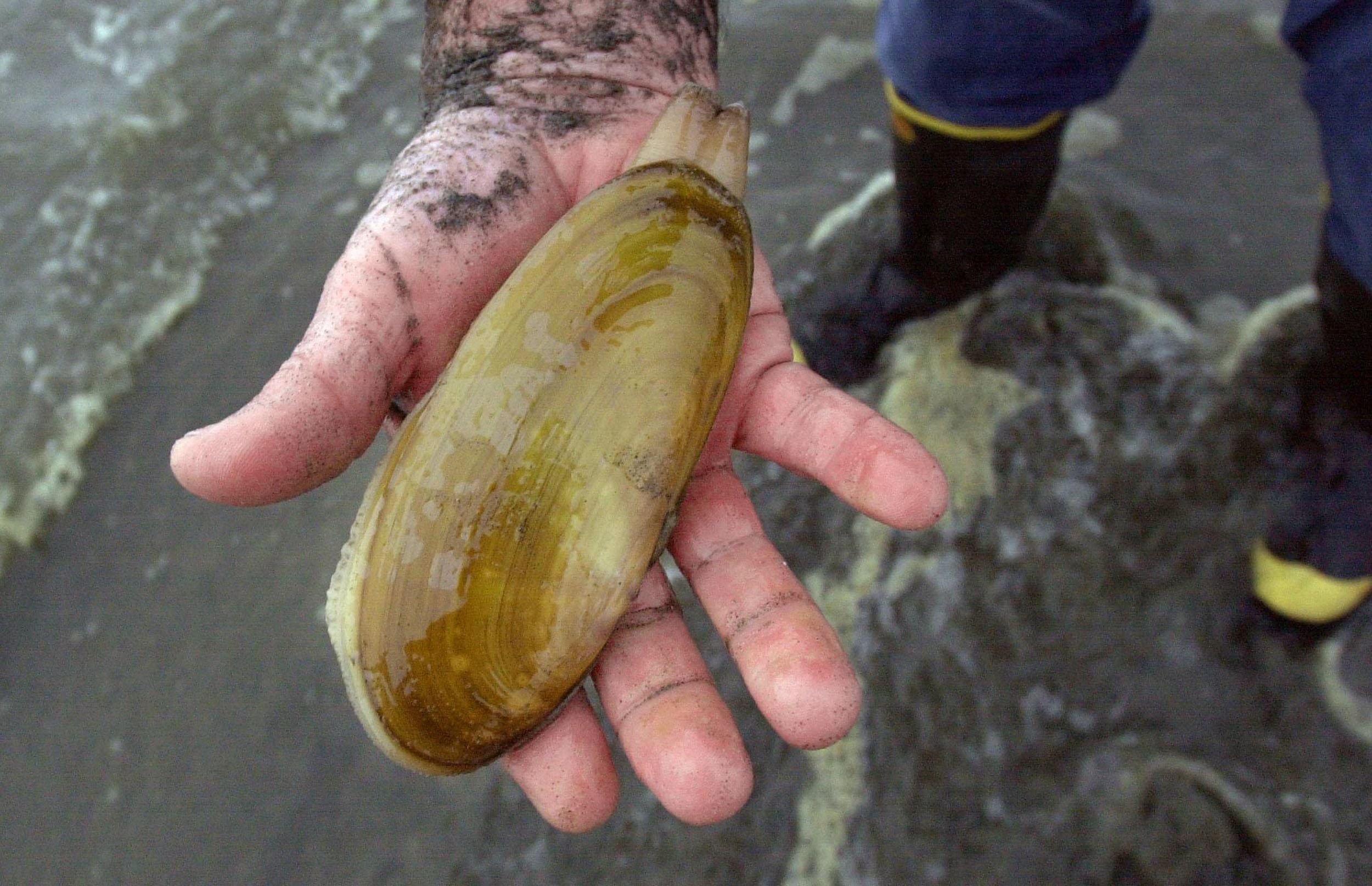 Should razor clam be declared the official state clam?