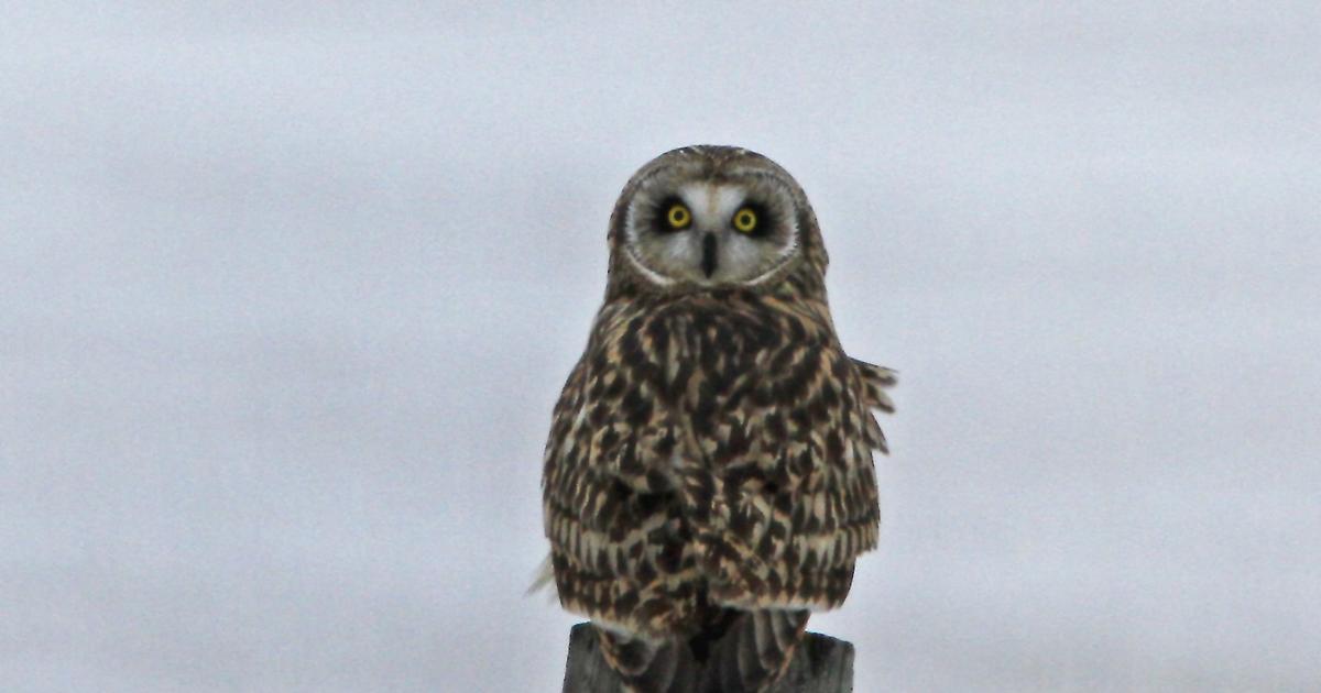 Reader photo: Owl tracker