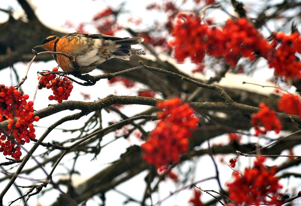 Robins in Spokane - Feb. 18, 2019 | The Spokesman-Review