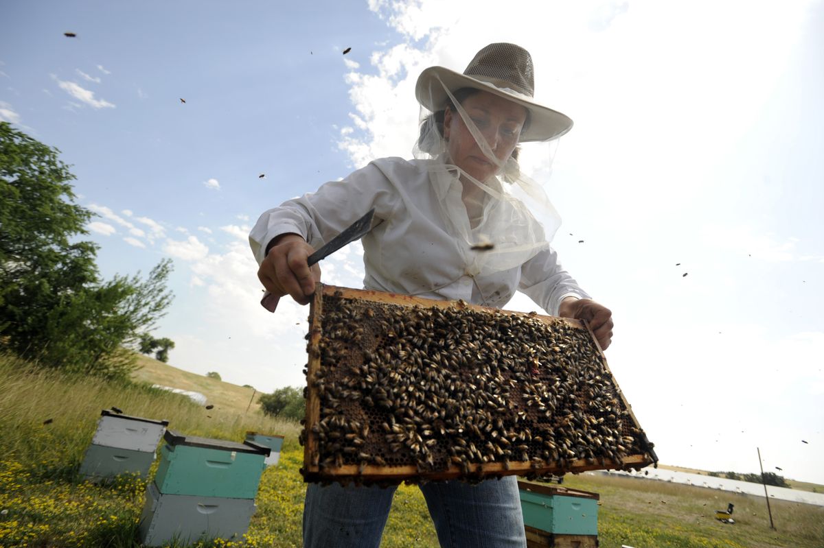Researching honeybees - Aug. 5, 2009 | The Spokesman-Review
