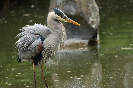 Ruffled feathers | The Spokesman-Review