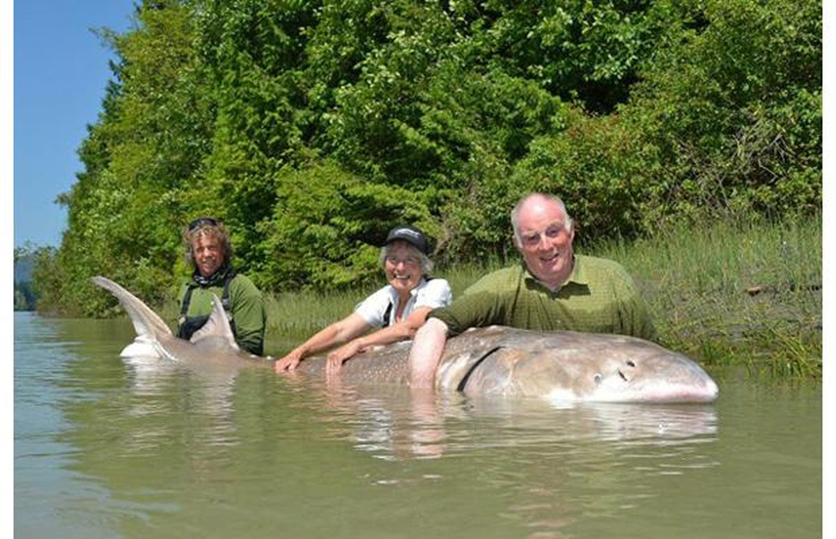 12 foot Sturgeon Caught In British Columbia The Spokesman Review