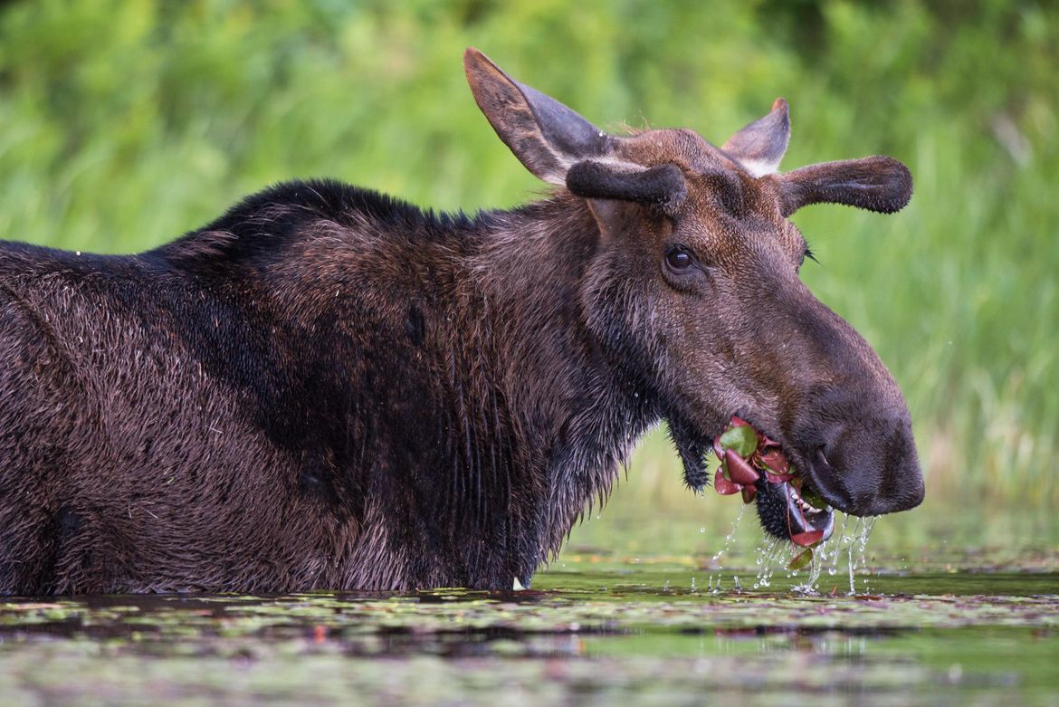 See a moose? Let Washington wildlife officials know