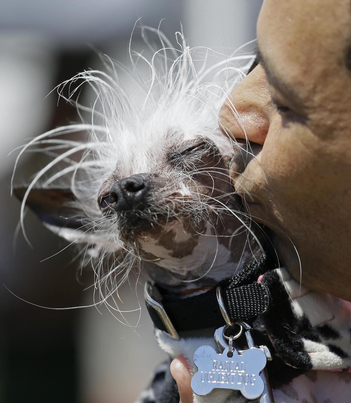 Huge Homely Mastiff Named Martha Wins World s Ugliest Dog The