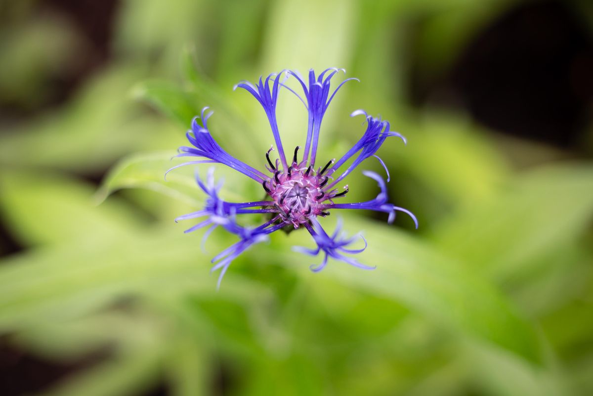 Spokane in Bloom: Jim Jackson and Nancy Caputo's garden - June 8, 2019 ...