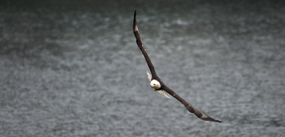 Coeur d’Alene eagle numbers down