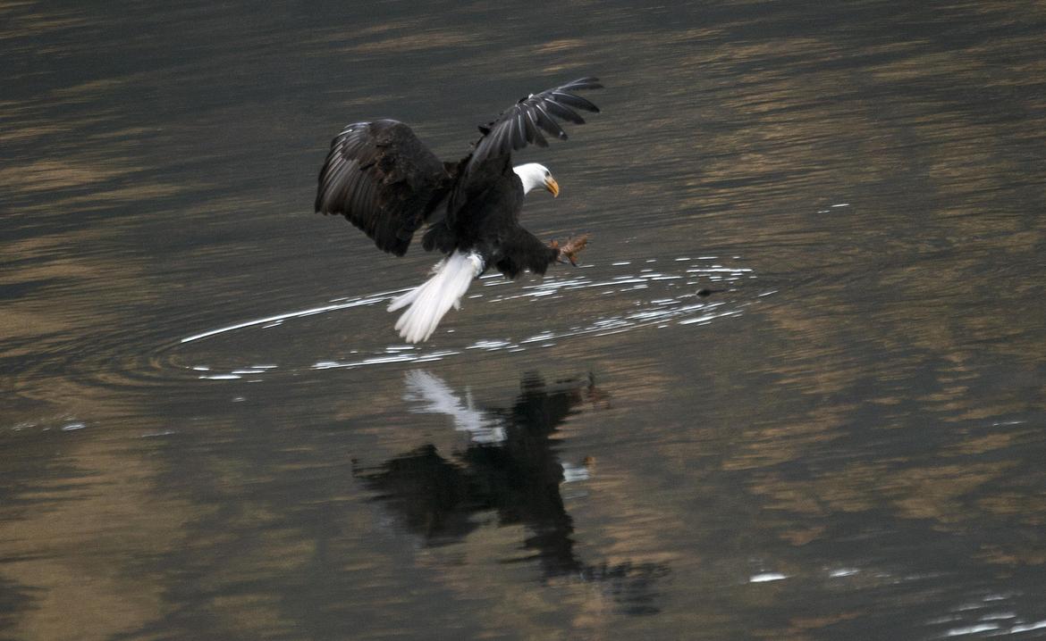 Coeur d’Alene’s eagle-viewing season ending after lower-than-normal year