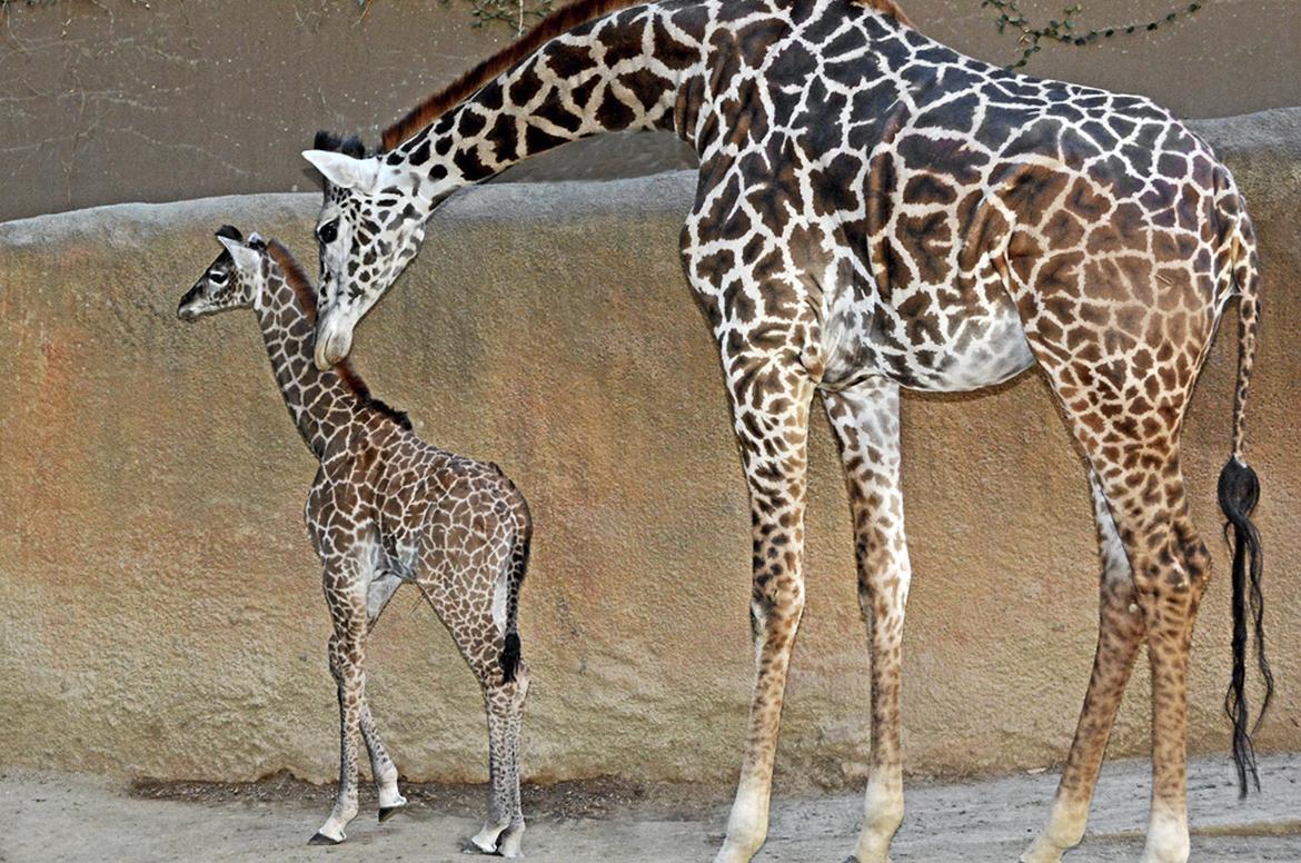 ‘Silent extinction’: Giraffes listed as a vulnerable species after 30 ...