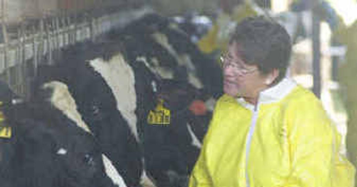 Mysterious red substance may be sickening cows on Enumclaw farm