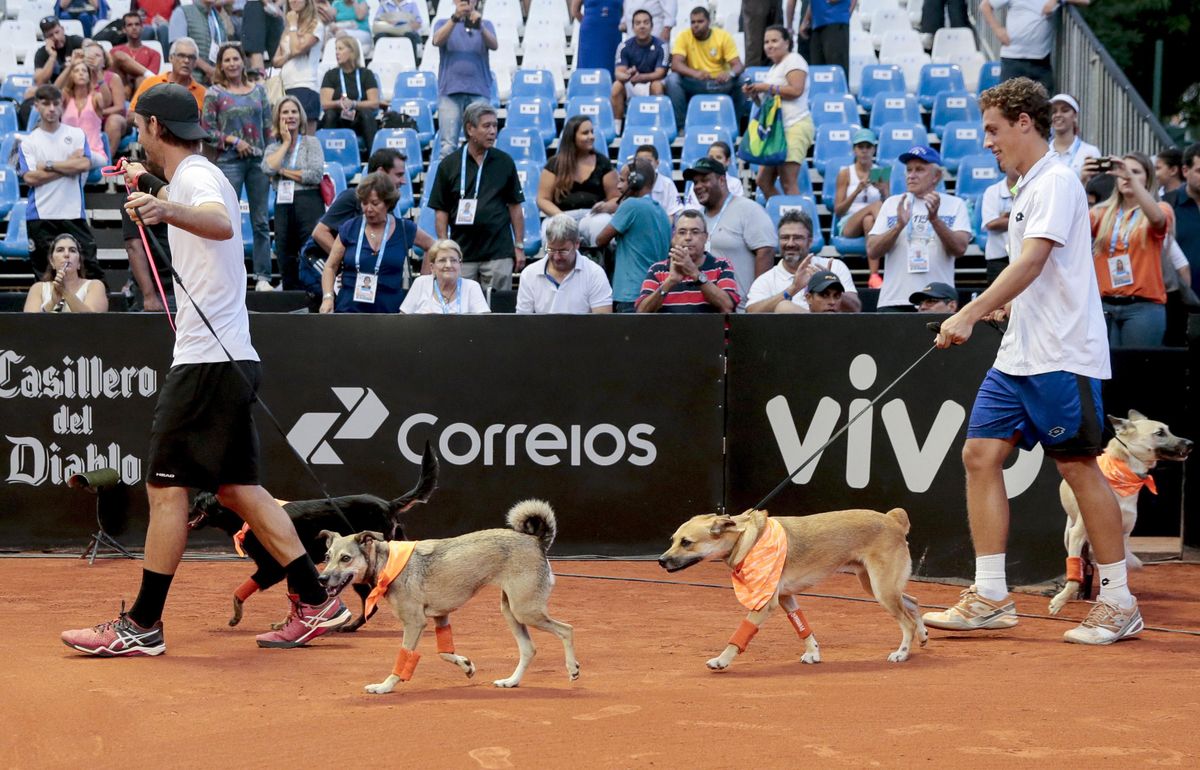 Brazil Ball Dogs - Feb. 26, 2016 | The Spokesman-Review