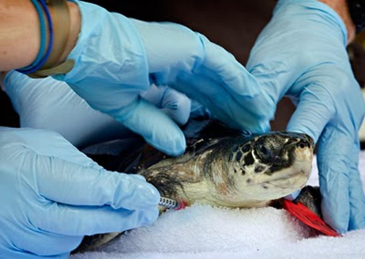 Oil Spill Takes Toll On Sea Turtles | The Spokesman-Review