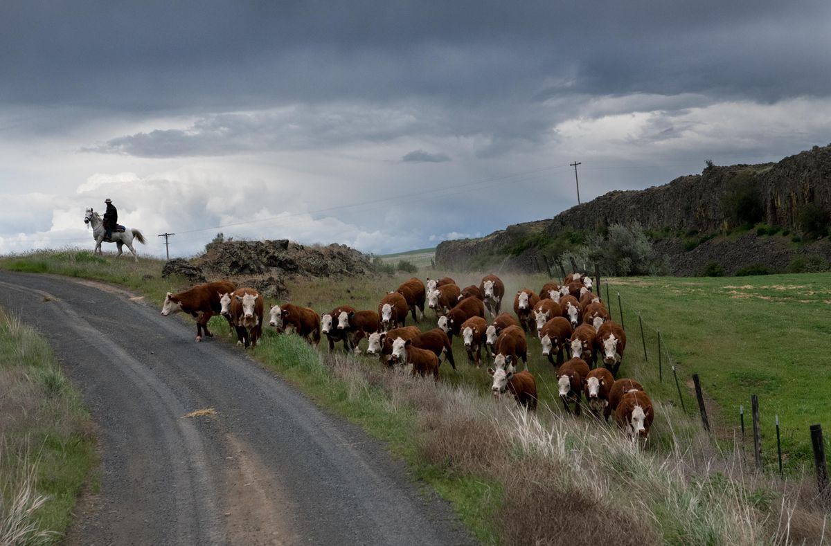 Ag series: Cattle ranchers - May 23, 2018 | The Spokesman-Review