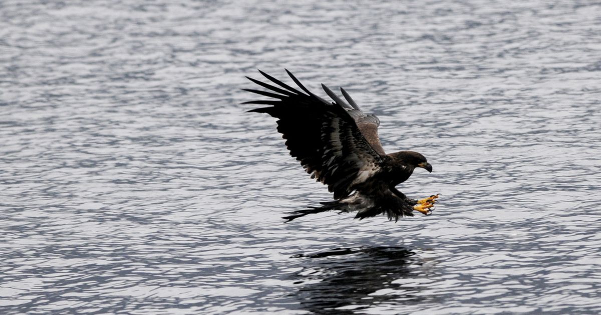 Eagle Watchers Could Get Ticketed