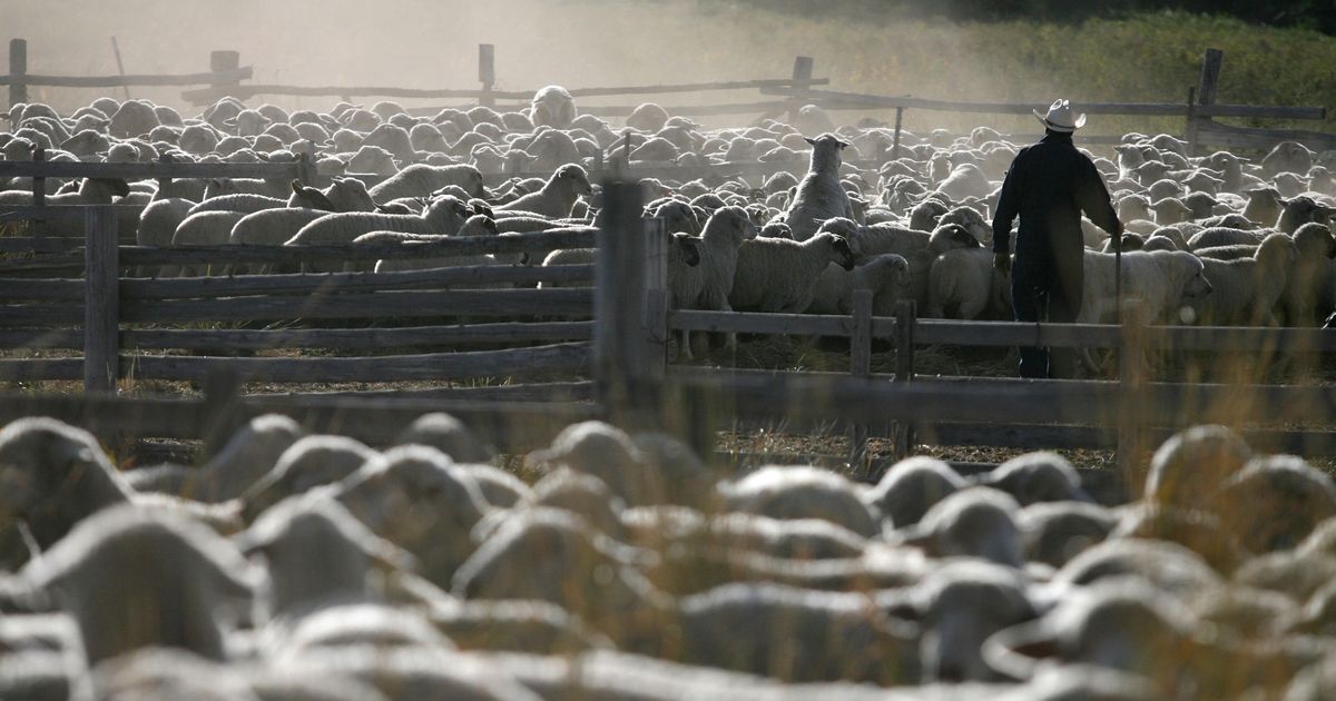 Sheep ranchers pitch in