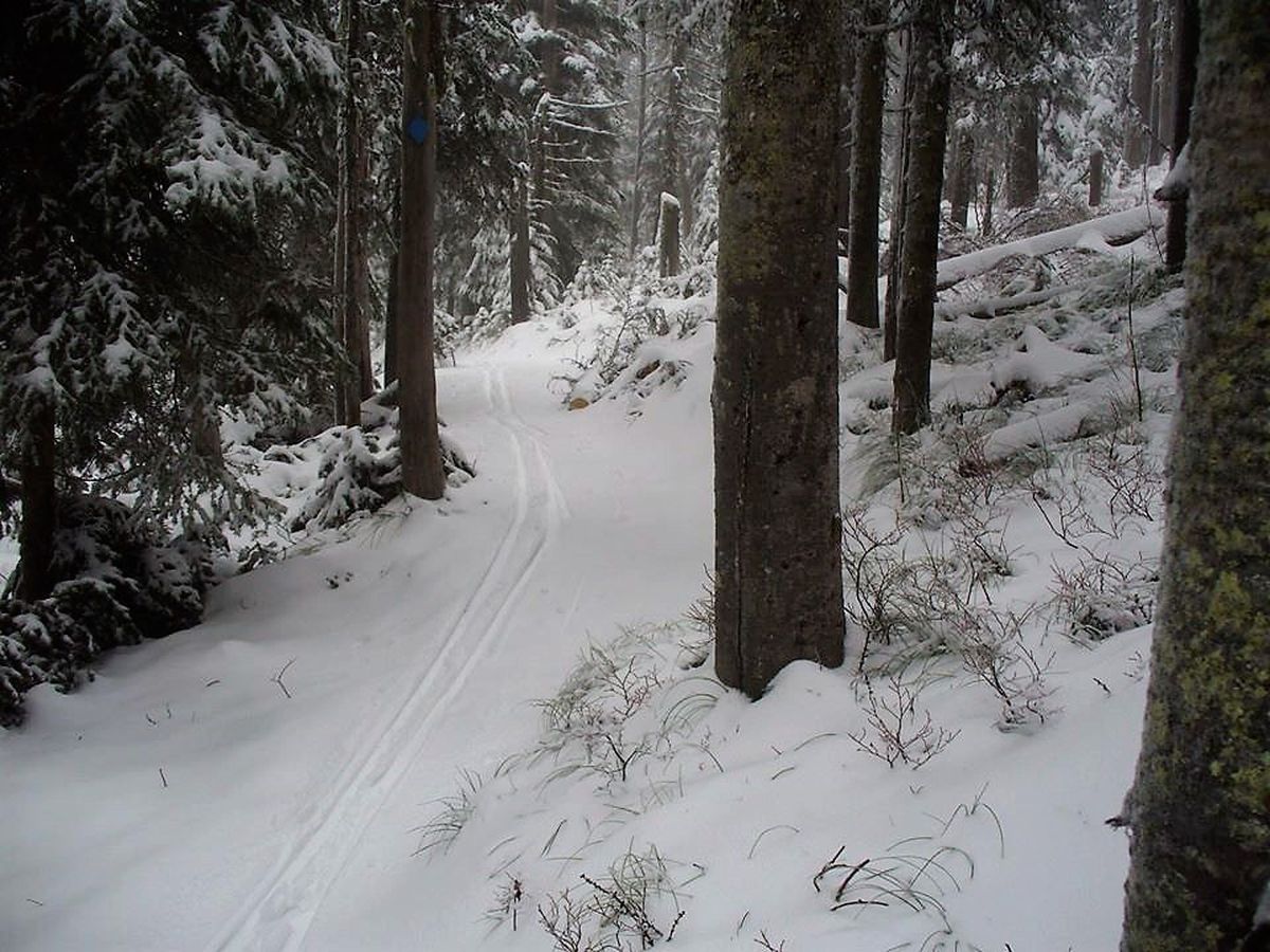 Cross-country skiers making tracks at Mount Spokane | The Spokesman-Review