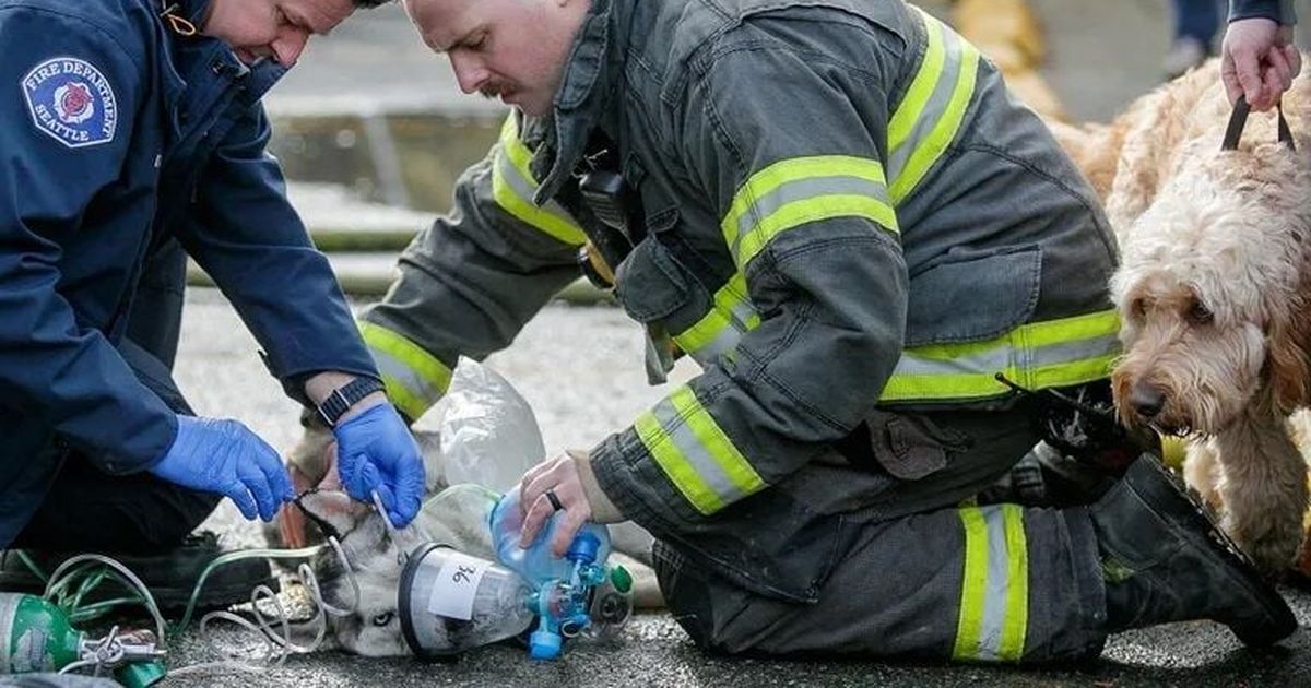 Dozens of dogs rescued from Seattle doggy day care fire