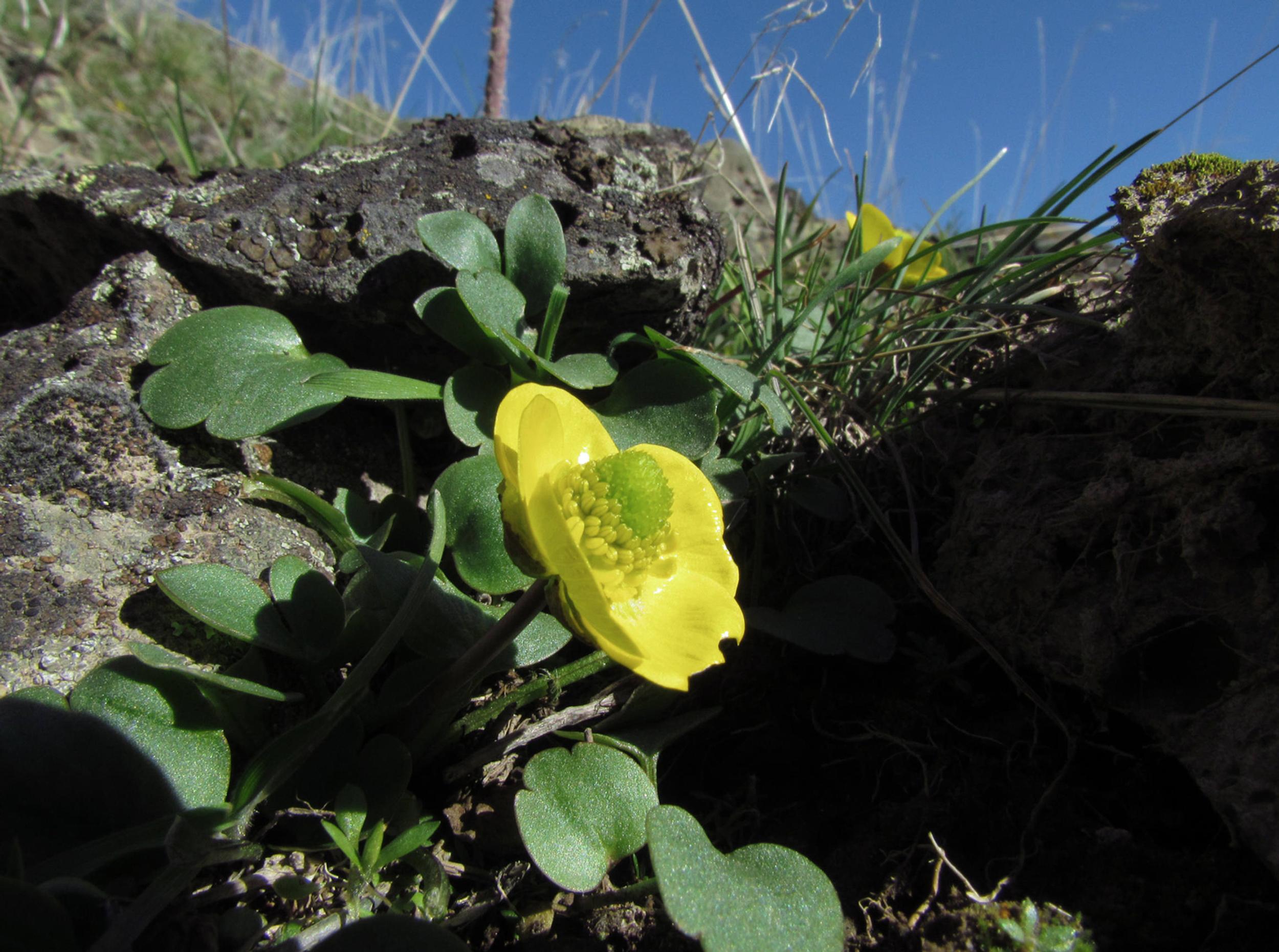 Photo: Hidden gems of buttercups | The Spokesman-Review