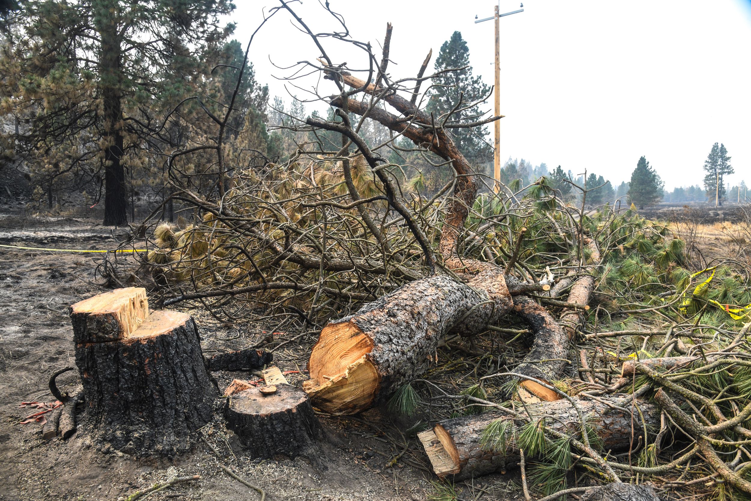 State finds weakened tree needed 'closer inspection' to prevent fire ...